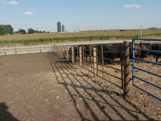 1 1/4" Square Tube Continuous Fencing - Te Slaa Manufacturing